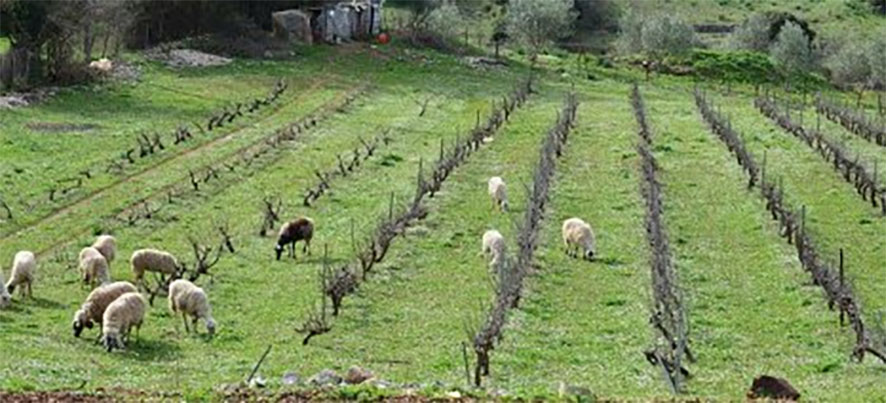 Αυστηρά πρόστιμα σε κτηνοτρόφους για ζημιές σε αγροτικές εκμεταλλεύσεις ...
