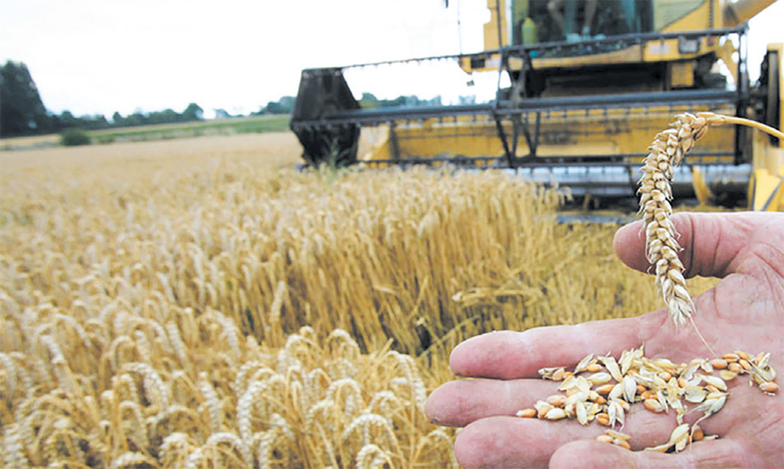 Προβλήματα στα σιτηρά προκάλεσαν οι έντονες βροχοπτώσεις - ΝΕΟΣ ΑΓΩΝ