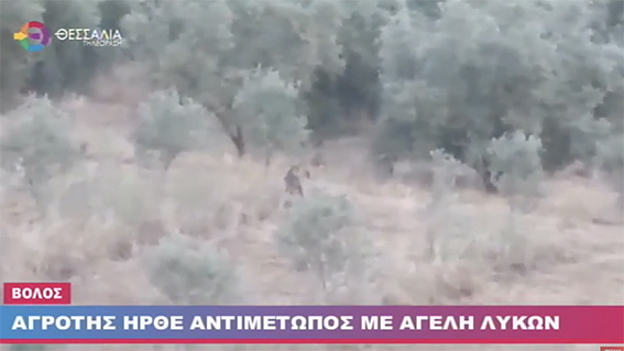 ΑΓΡΟΤΗΣ ΗΡΘΕ ΑΝΤΙΜΕΤΩΠΟΣ ΜΕ ΑΓΕΛΗ ΛΥΚΩΝ - ΝΕΟΣ ΑΓΩΝ