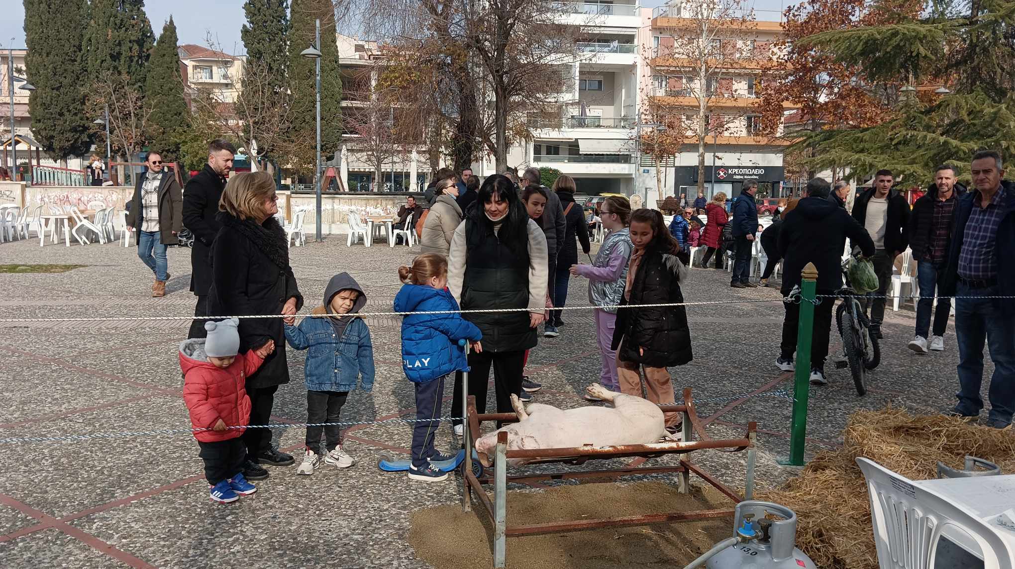Αναβίωσαν στη Φιλιππούπολη η Γουρονοχαρά και οι Καμήλες με τους ...
